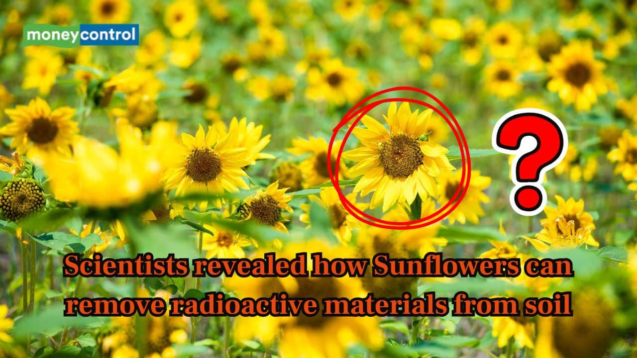 Why did scientists planted Sunflowers? These yellow flowers can remove ...