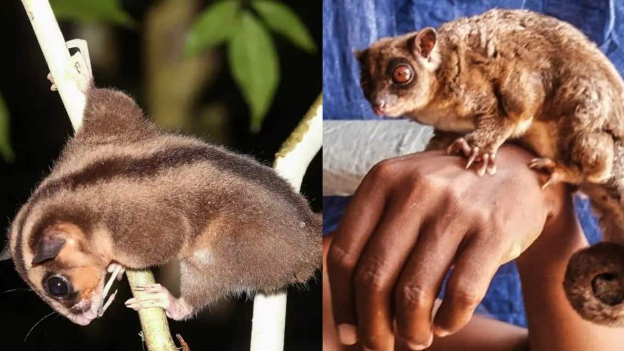 So, they are alive! Two “extinct” marsupials thought lost for 6,000 ...