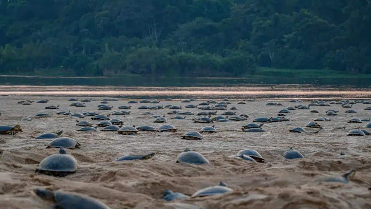 Amazon’s Hidden Turtle Paradise: Over 40,000 giant river turtles ...