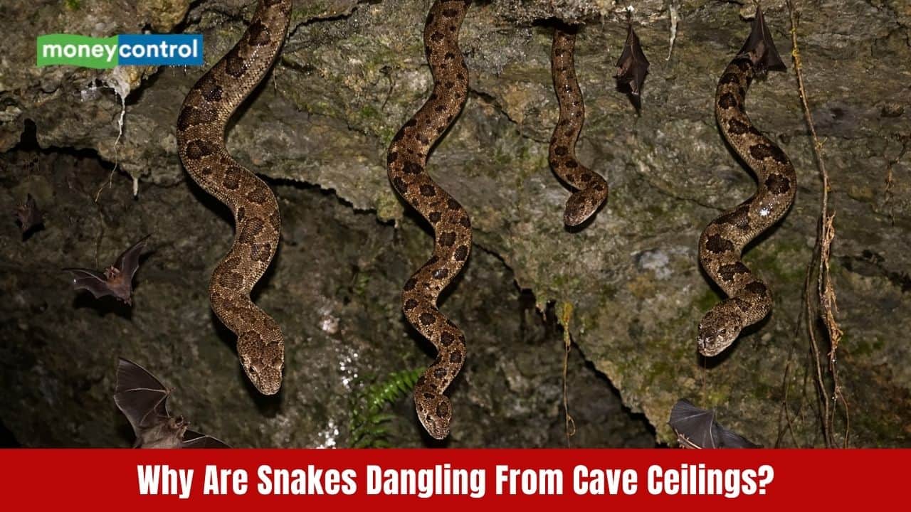 Snakes are hanging from cave walls on this Caribbean island, waiting to ...