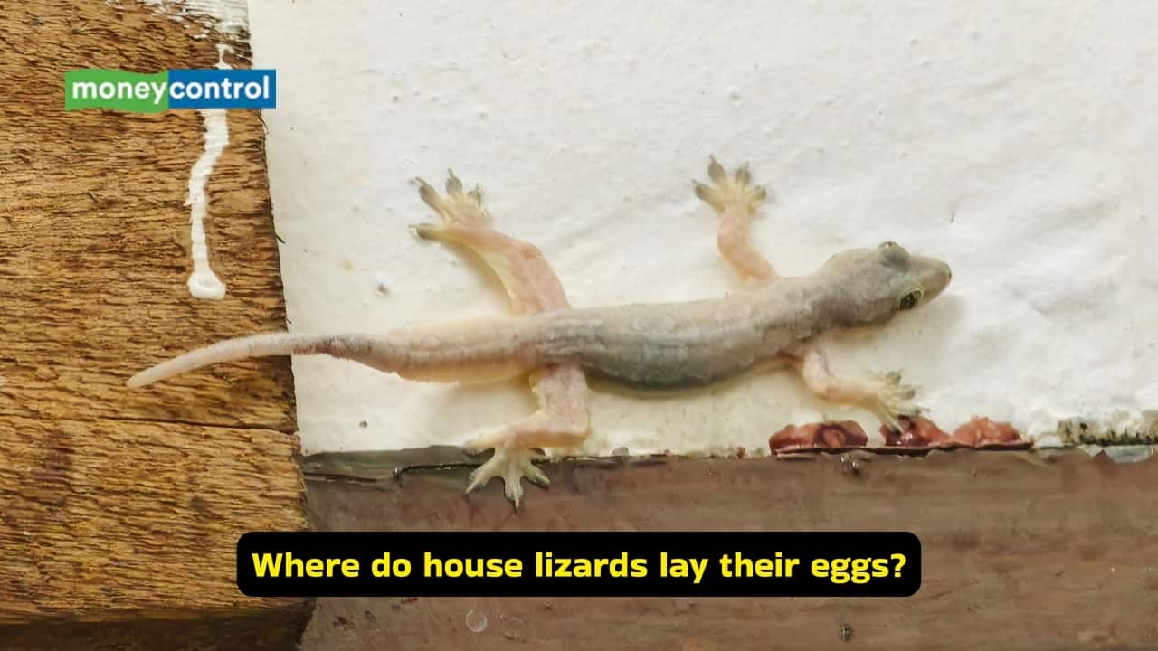 House lizards lay their eggs in these hidden spots in your home