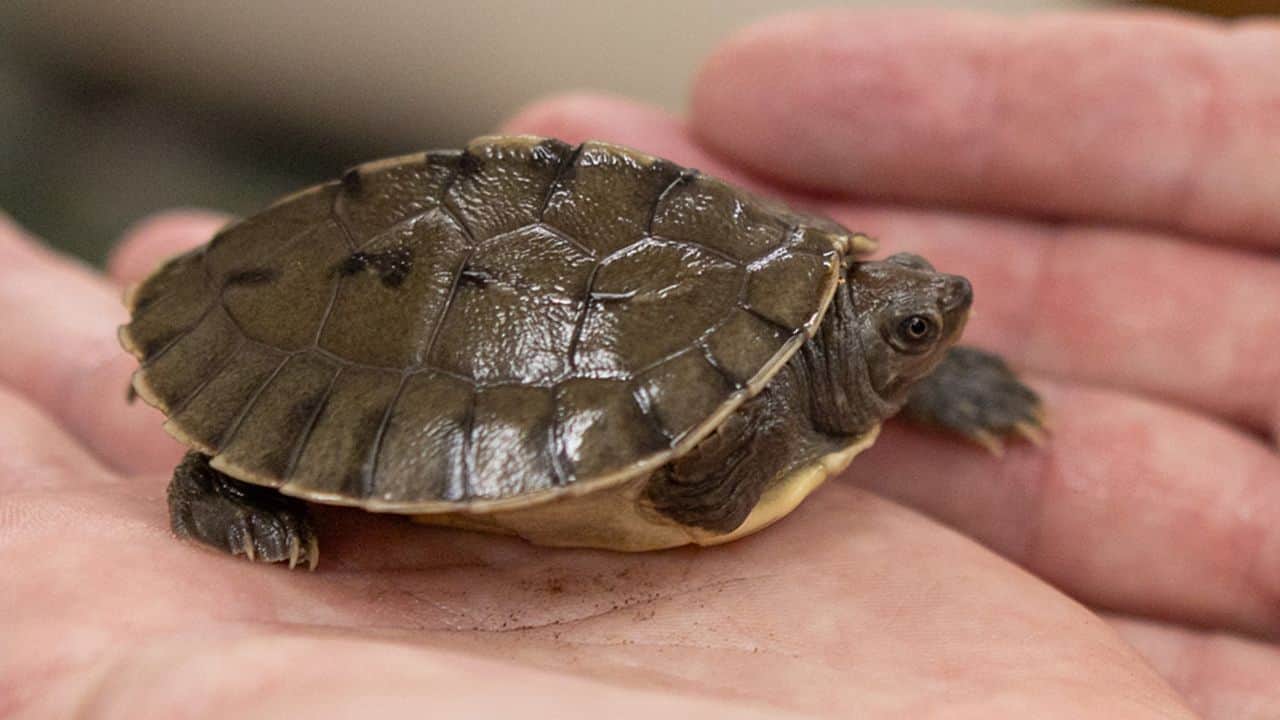 Rare Hatchling: Meet this Painted River Terrapin, born at Smithsonian ...