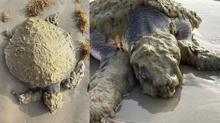 One of the World’s Rarest Sea Turtles found on Texas Beach was covered ...