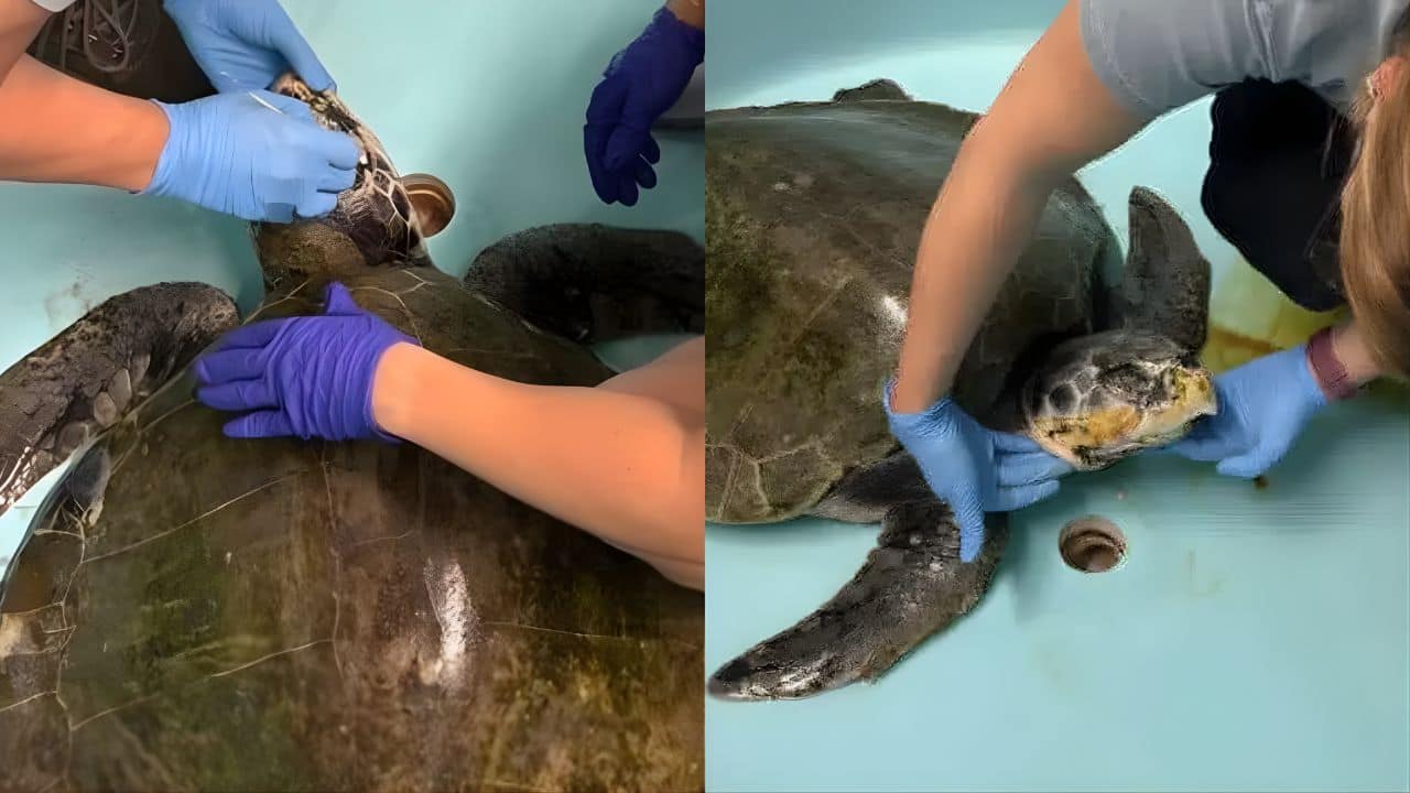 One of the World’s Rarest Sea Turtles found on Texas Beach was covered ...