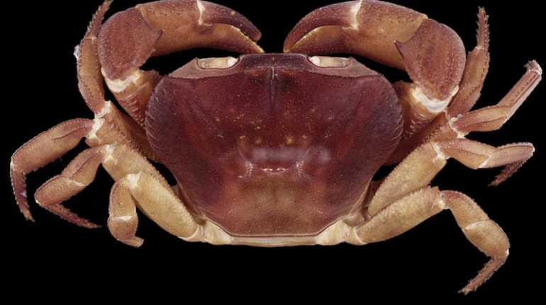 Nature Glitch? Rare ‘dual-sex’ crab species discovered in Kerala stuns ...