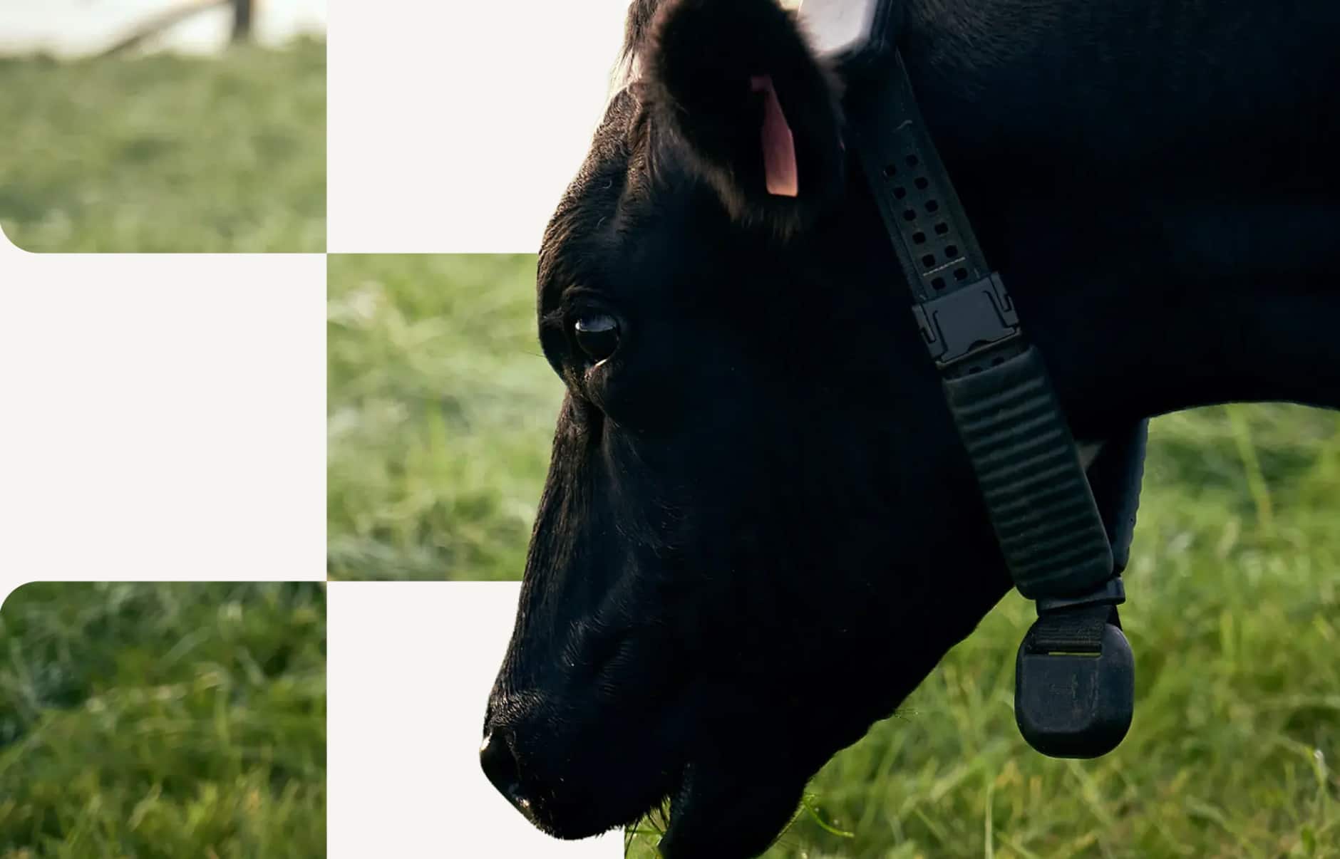 AI cow collar startup Halter raises funding at $2 billion valuation ...