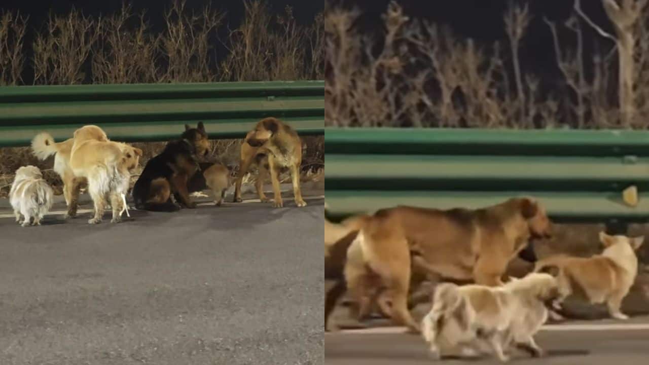 'Real life Homeward Bound': Seven stolen dogs return home after 17 km ...