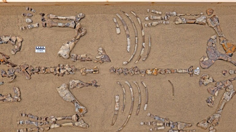 Rhino in the Arctic? A 23-million-year-old fossil at Haughton Crater ...