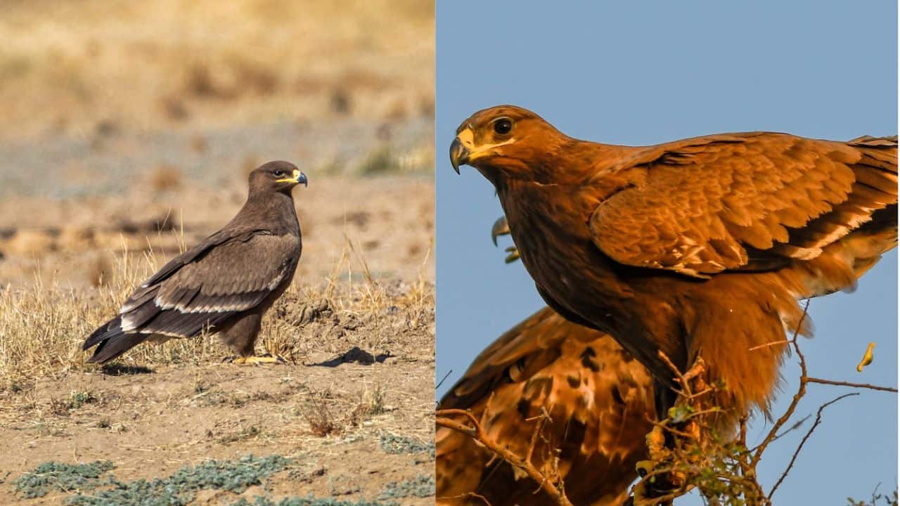 “Not Good News,” scientists warn as rare 2,000 Steppe Eagles recorded ...