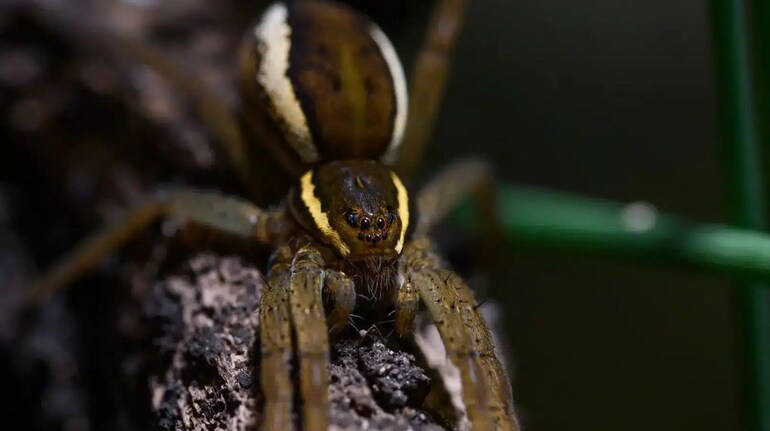 They’re Back! 10,000 hand-sized Fen raft spider made a huge comeback in ...