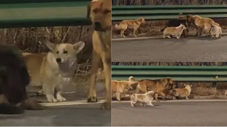 7 dogs gone missing—What this tiny "Corgi" did next made it an internet ...