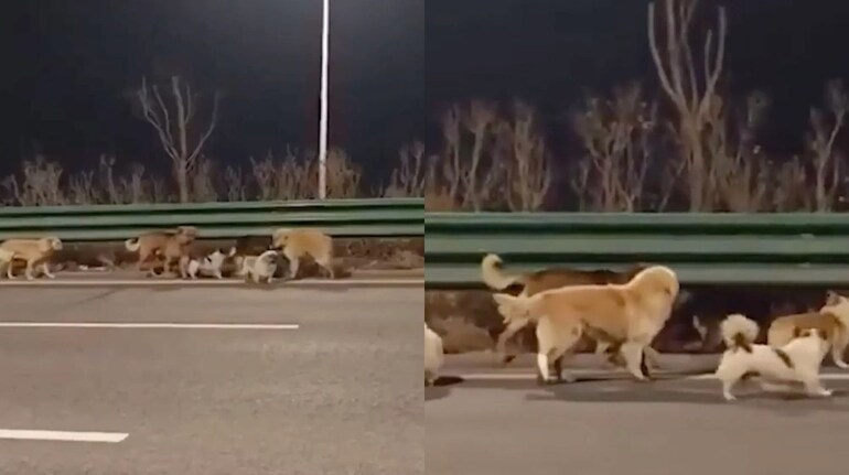 Fact check: Is China’s viral story of seven ‘stolen dogs’ true?