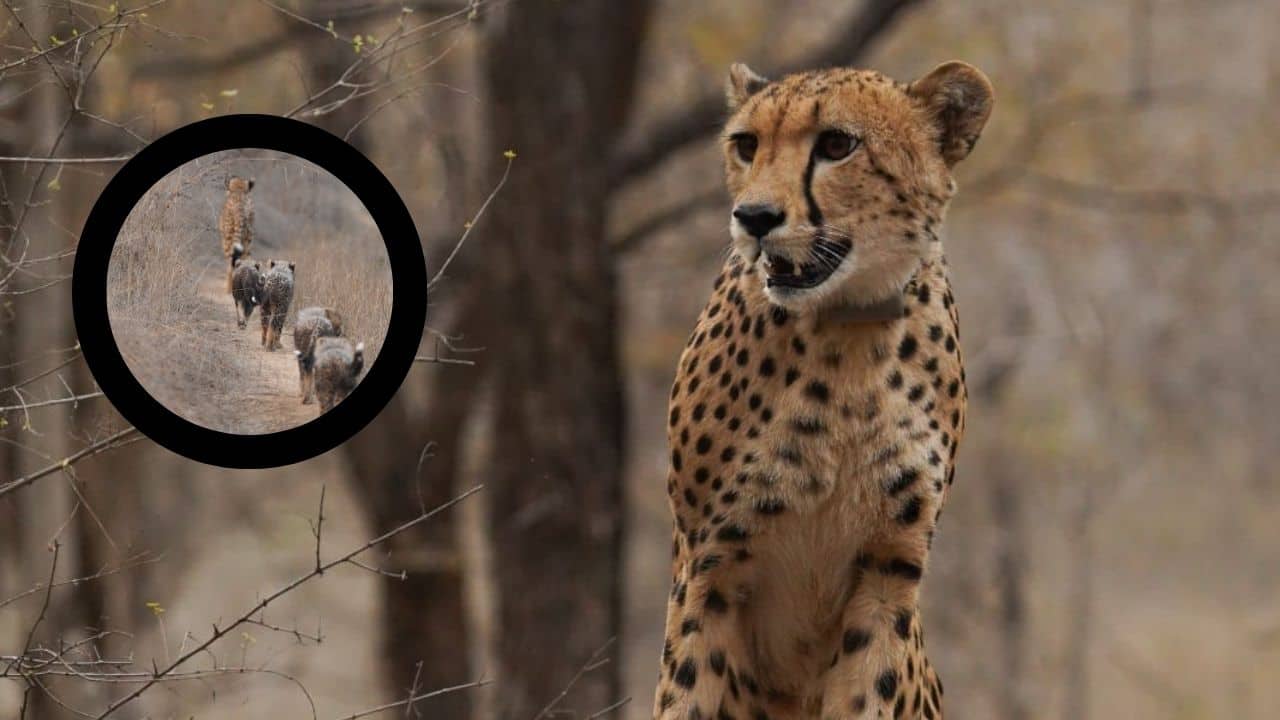 'Mukhi', India’s first-born Cheetah in turns 3—A turning point for ...