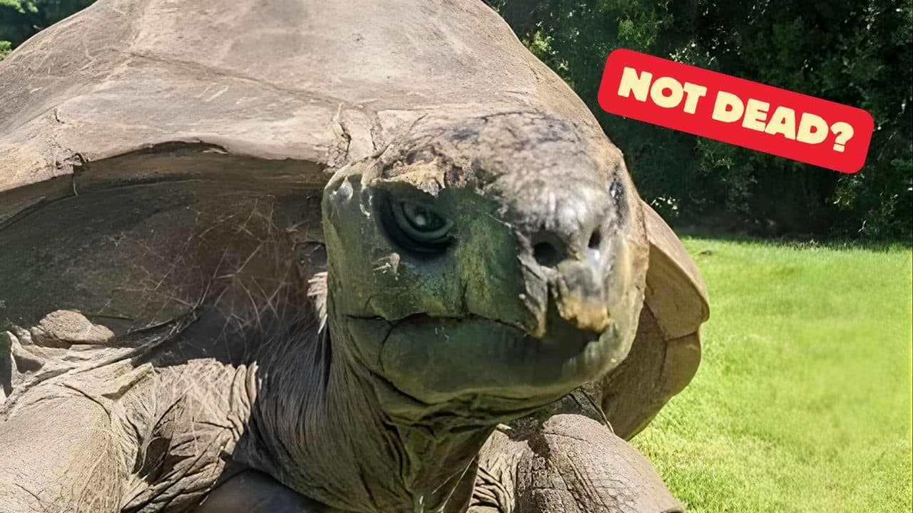 Is Jonathan, the world’s oldest tortoise, "dead"? Here's what happened ...