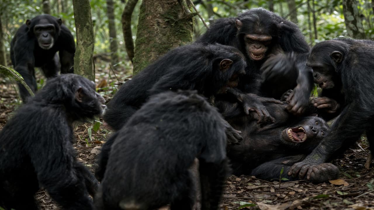 Inside Ngogo chimp war: Why two animal factions are killing each other ...