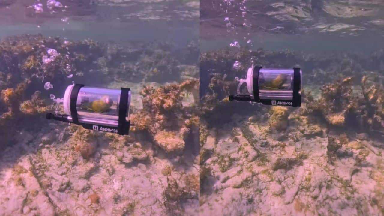 Viral video shows parakeet exploring underwater in Bahamas mini ...