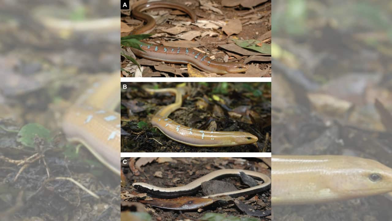 New legless Lizard species discovered in Taiwan, ending 100-year ...