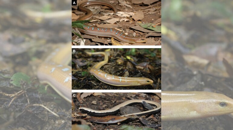 New legless Lizard species discovered in Taiwan, ending 100-year ...