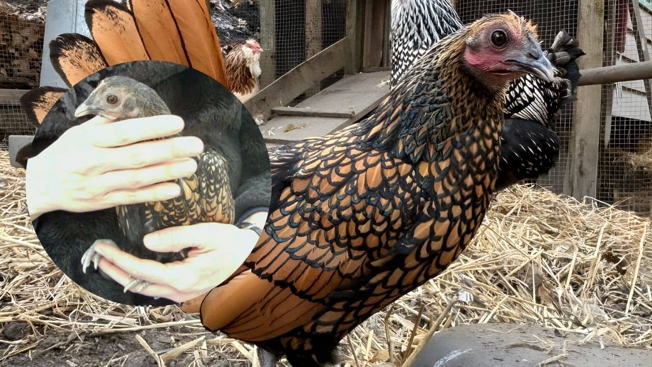 Meet Gertie: This 15-year-old hen broke a 'world record' — And ...