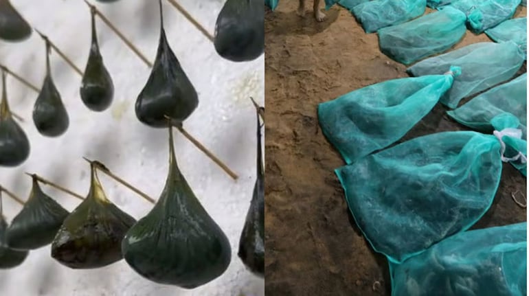 'I feel uncomfortable': Woman’s snake breeding business in shock ...