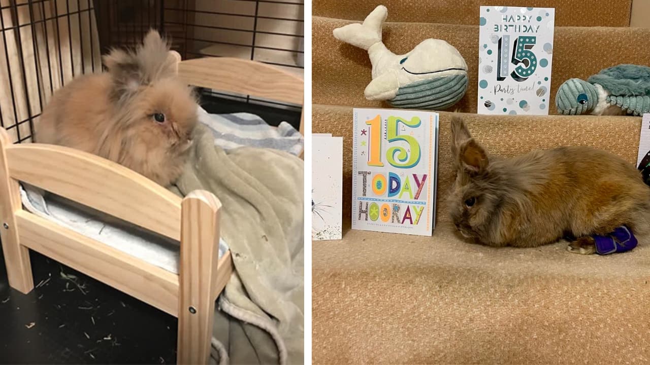 Still alive at 15? ‘Herbie’, the rabbit from UK just broke a Guinness ...