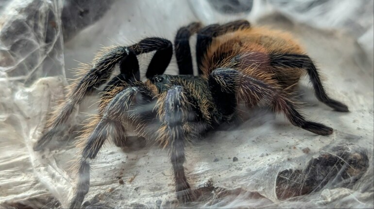 German train driver finds 20 giant spiders packed in a box and ...