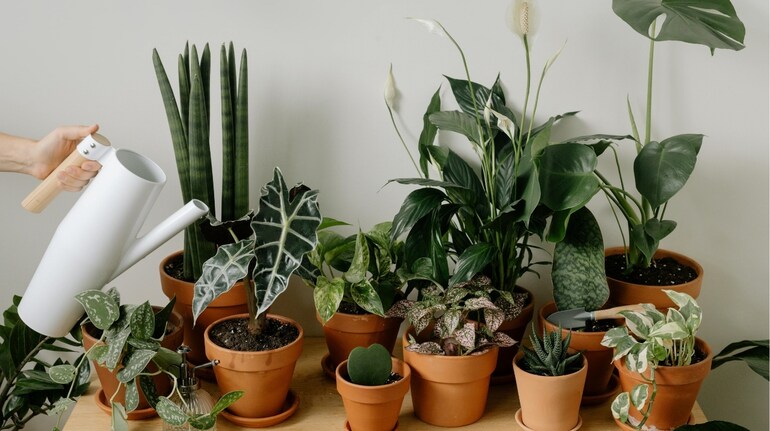 Gardening tips: How to keep plants alive when your are on vacation