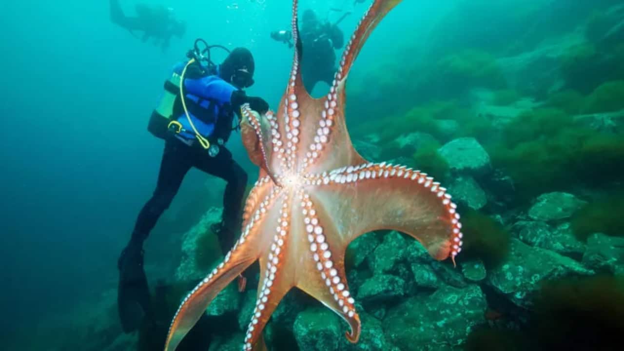 Ancient giant Octopuses may have ruled the oceans 100 million years ago ...