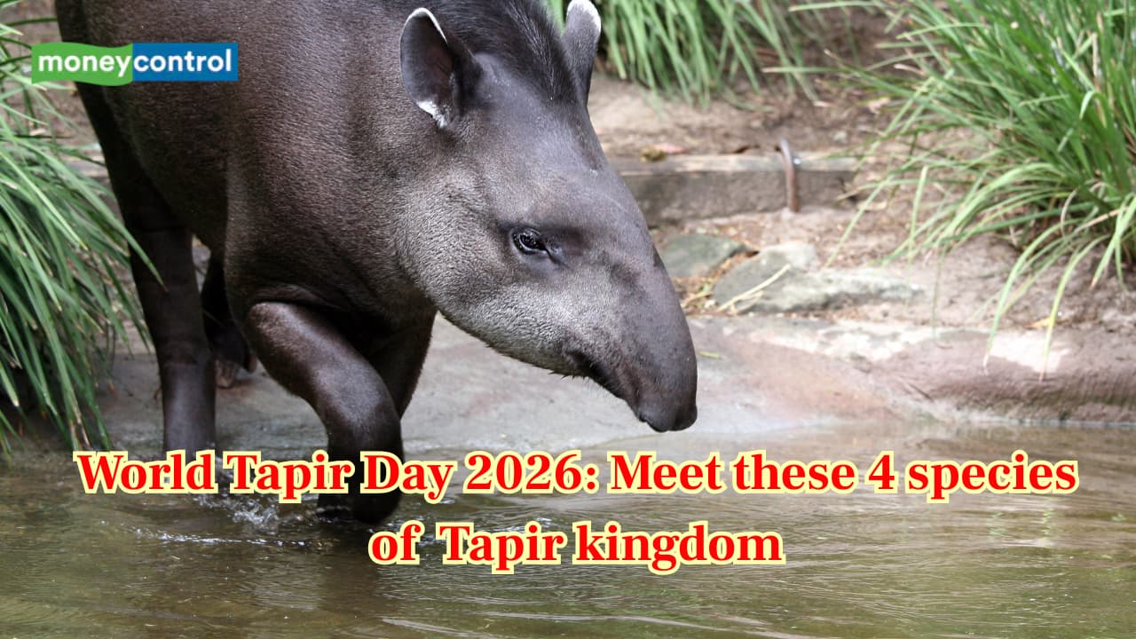 World Tapir Day 2026: Meet the 4 tapir species surviving on Earth — one ...
