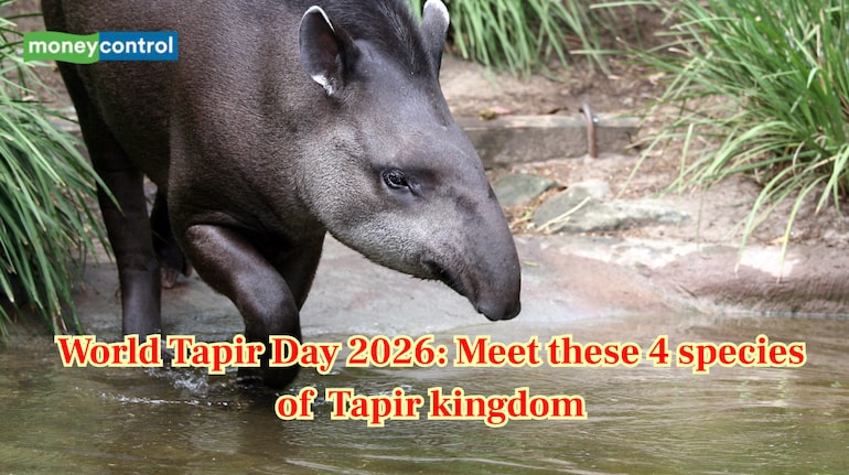 World Tapir Day 2026: Meet the 4 tapir species surviving on Earth — one ...
