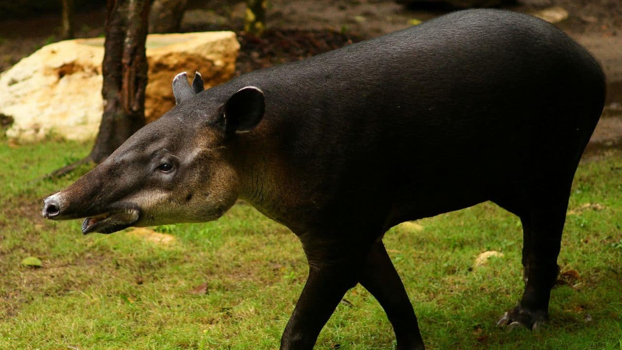 World Tapir Day 2026: Meet the 4 tapir species surviving on Earth — one ...