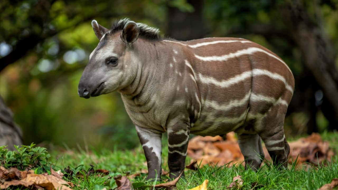 World Tapir Day 2026: Meet the 4 tapir species surviving on Earth — one ...