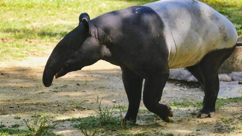 World Tapir Day 2026: Meet the 4 tapir species surviving on Earth — one ...