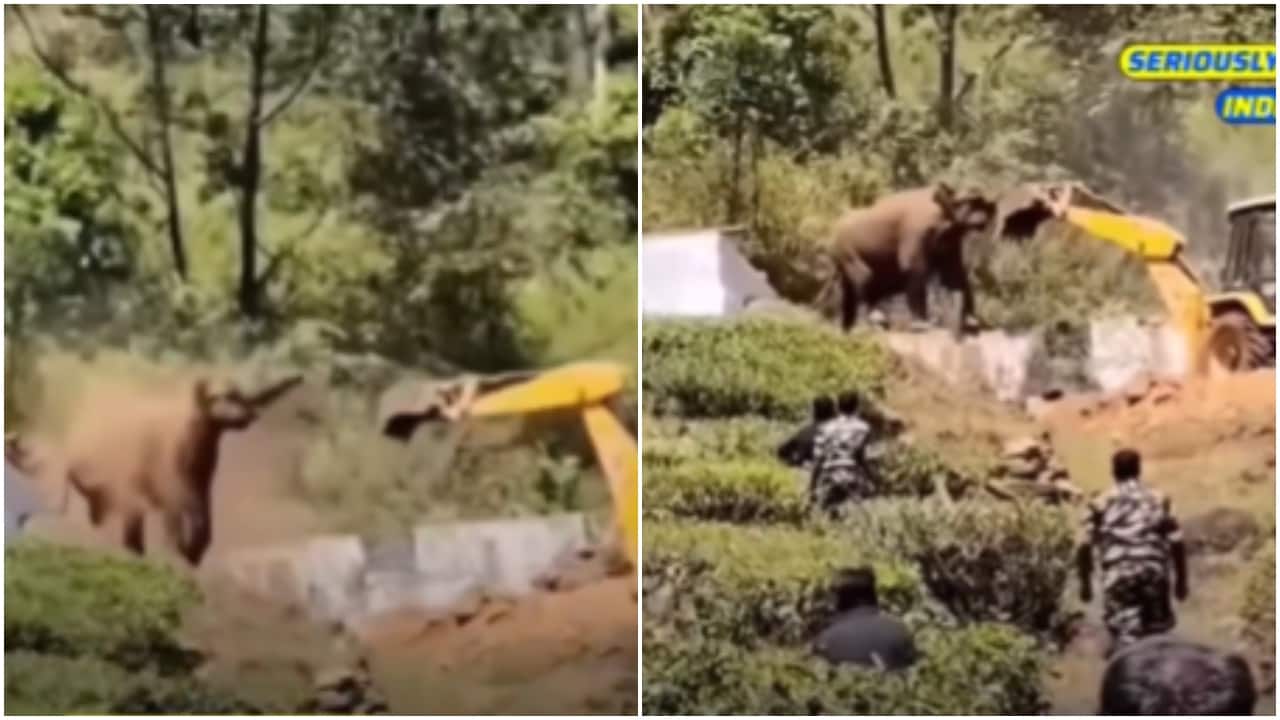 'Humans are the worst': Elephant stands in front of excavator to save ...