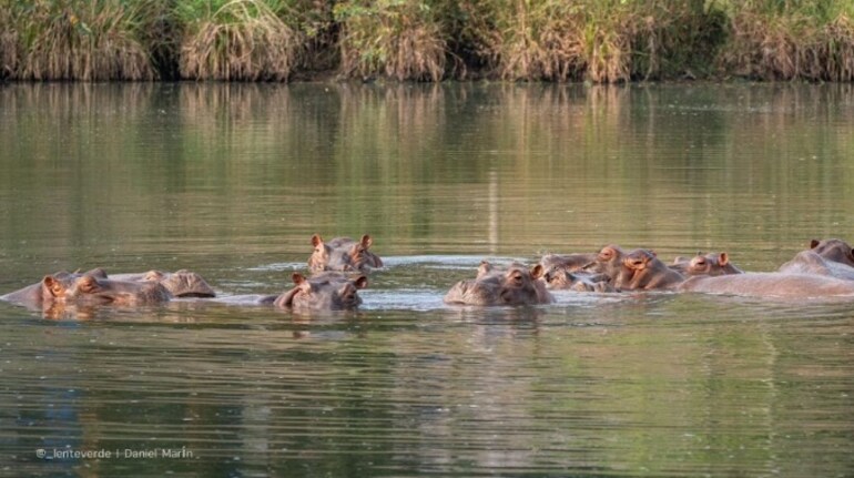 Anant Ambani urges Colombia to halt killing of 80 hippos, offers ...