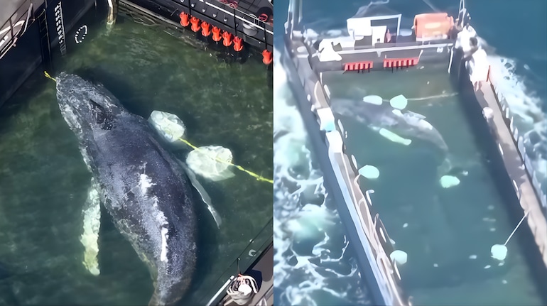 Meet Timmy: A massive Humpback Whale trapped in the Baltic Sea, is ...