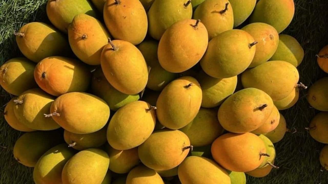 Did you know there are 16 varieties of mangoes? From Totapuri to ...