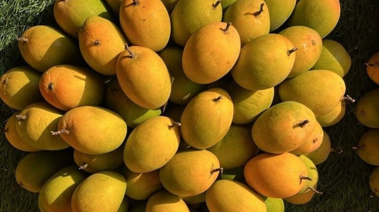 India’s prized Alphonso mango crop ruined by weather- Moneycontrol.com