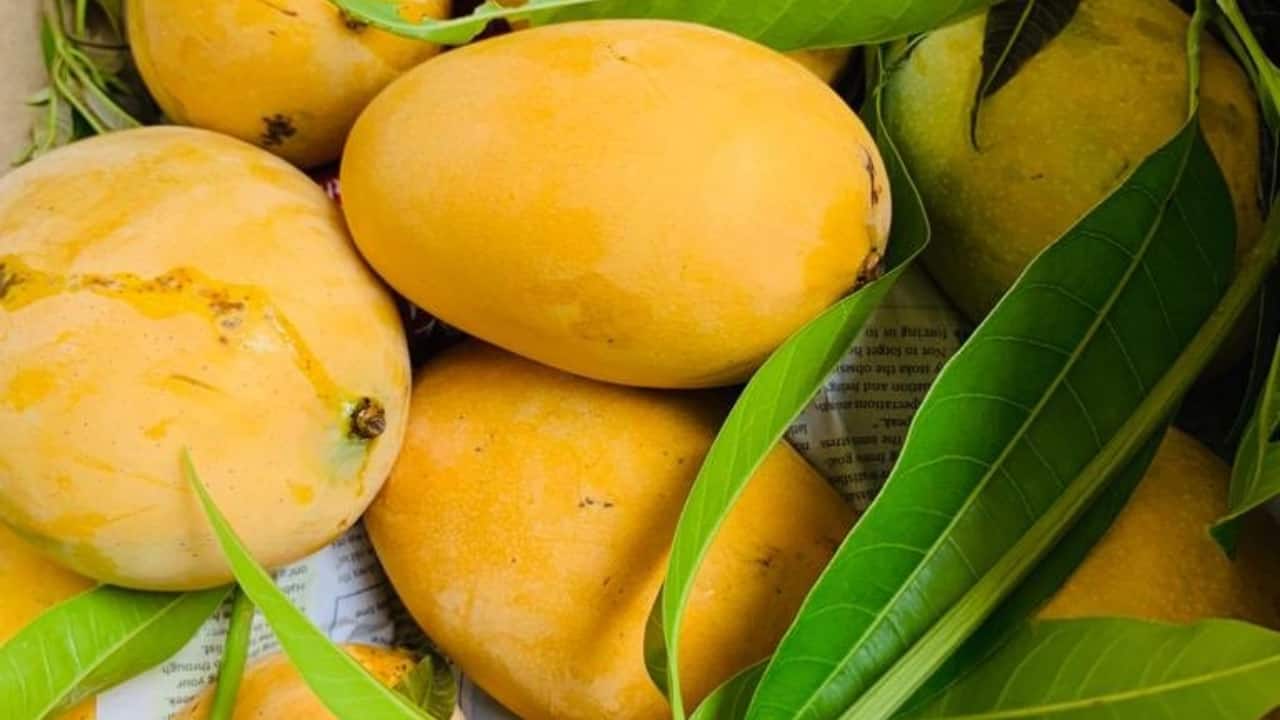 Not gold, not diamonds: Ayodhya farmer offers Rs 1 lakh mango to Lord Ram