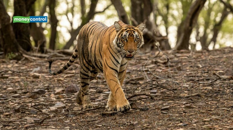 Tigress, 4 cubs die at Kanha in suspected CDV outbreak; MP's tiger toll ...