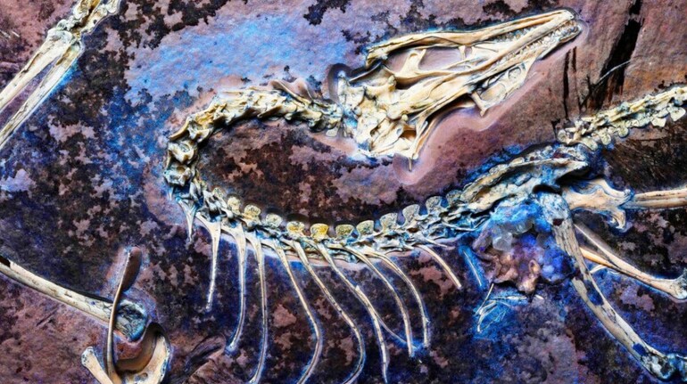Was Charles Darwin, right in 1859? This 150-million-year-old fossil in ...