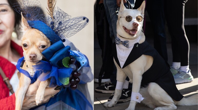 'Better than Met Gala': Dogs, cats turn heads in pearls and tiny ...