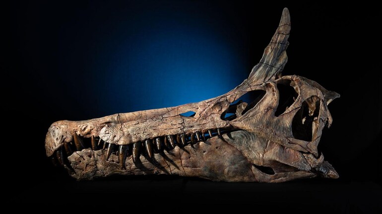 New Spinosaurus species discovered in sahara challenges long held ...