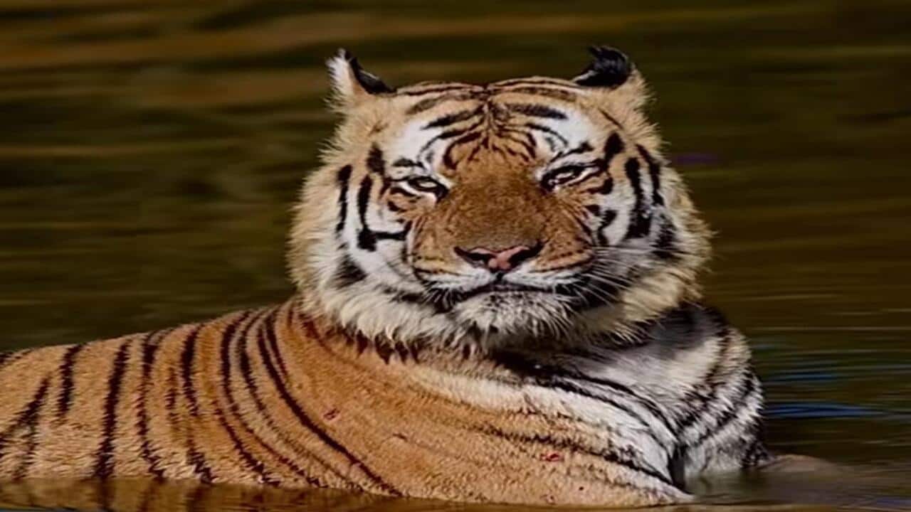 The deadly fight that stunned Bandhavgarh: How iconic tiger Pujari lost ...