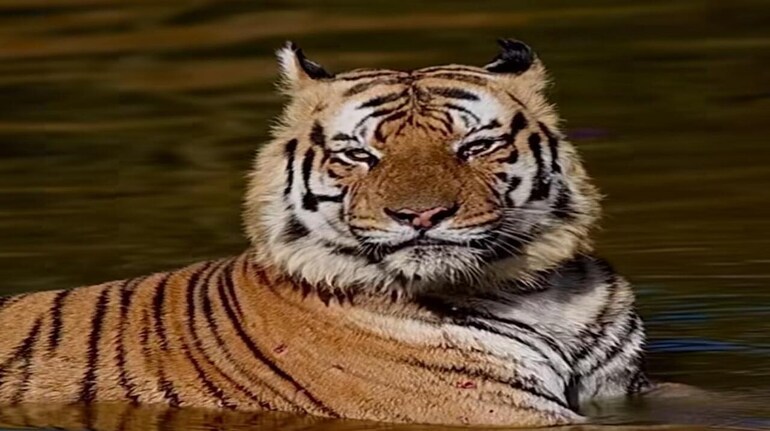 The deadly fight that stunned Bandhavgarh: How iconic tiger Pujari lost ...