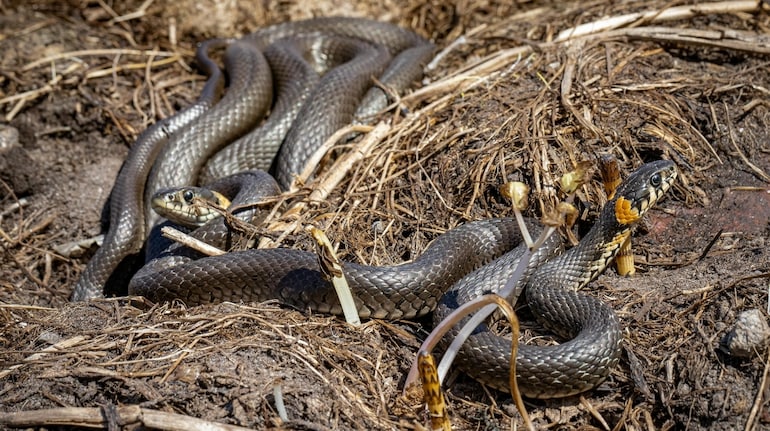 The ‘Snake Village of India’, where cobras are not feared but respected