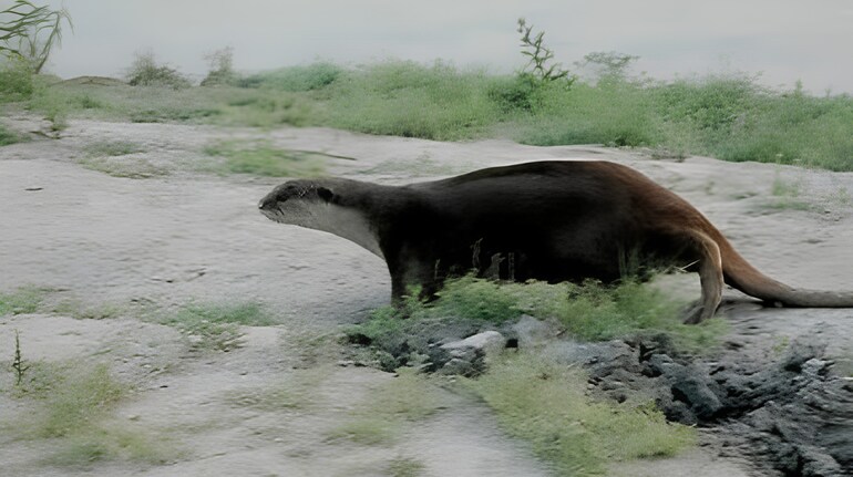 World Otter Day 2026: Meet ‘Ganga’, the rescued otter who survived 17 ...