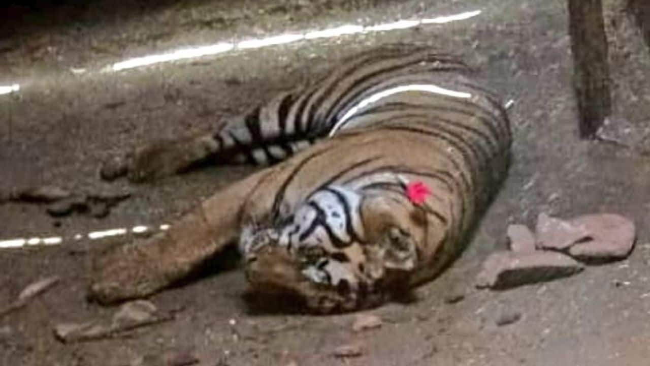Bandhavgarh tiger returns to same house after killing woman, found dead ...