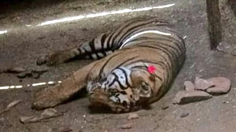 Bandhavgarh tiger returns to same house after killing woman, found dead ...
