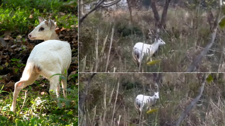 "It's so white": A rare albino hog deer was spotted in Kaziranga ...